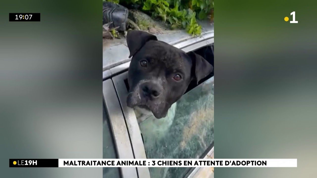 Maltraitance animale à Saint-Gilles : trois chiens ont été sauvés par l ...