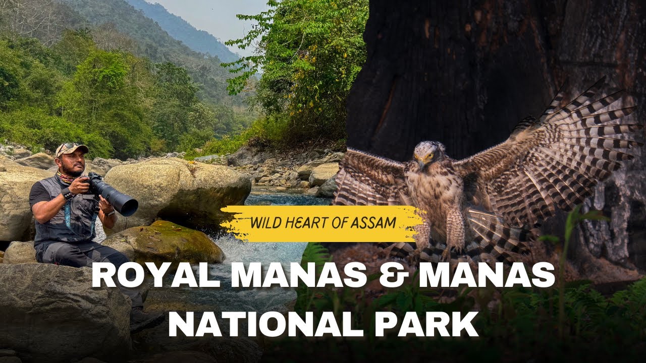 MANAS & ROYAL MANAS NATIONAL PARK | Wildlife & Birding Photography | 4K ...