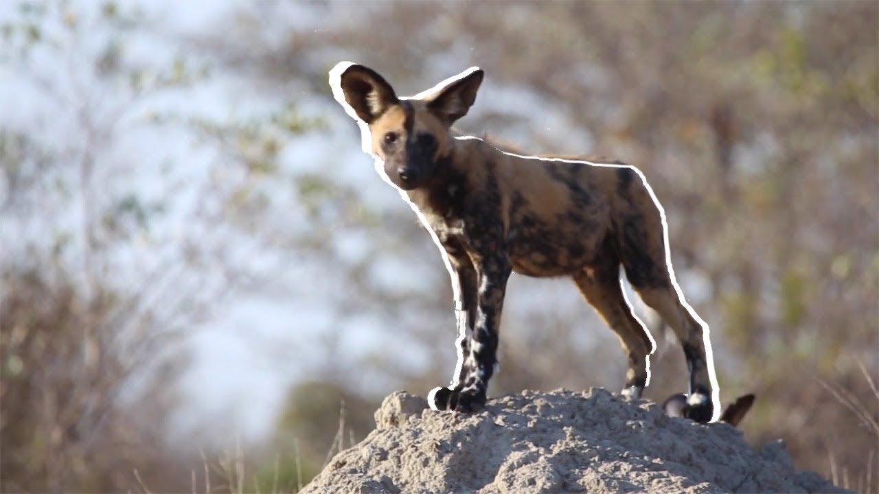 Africa's Top Predator (African Wild Dogs) 🐾 - YouTube