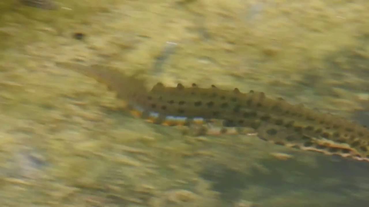 Newts mating Dance ---by Yasmin - YouTube