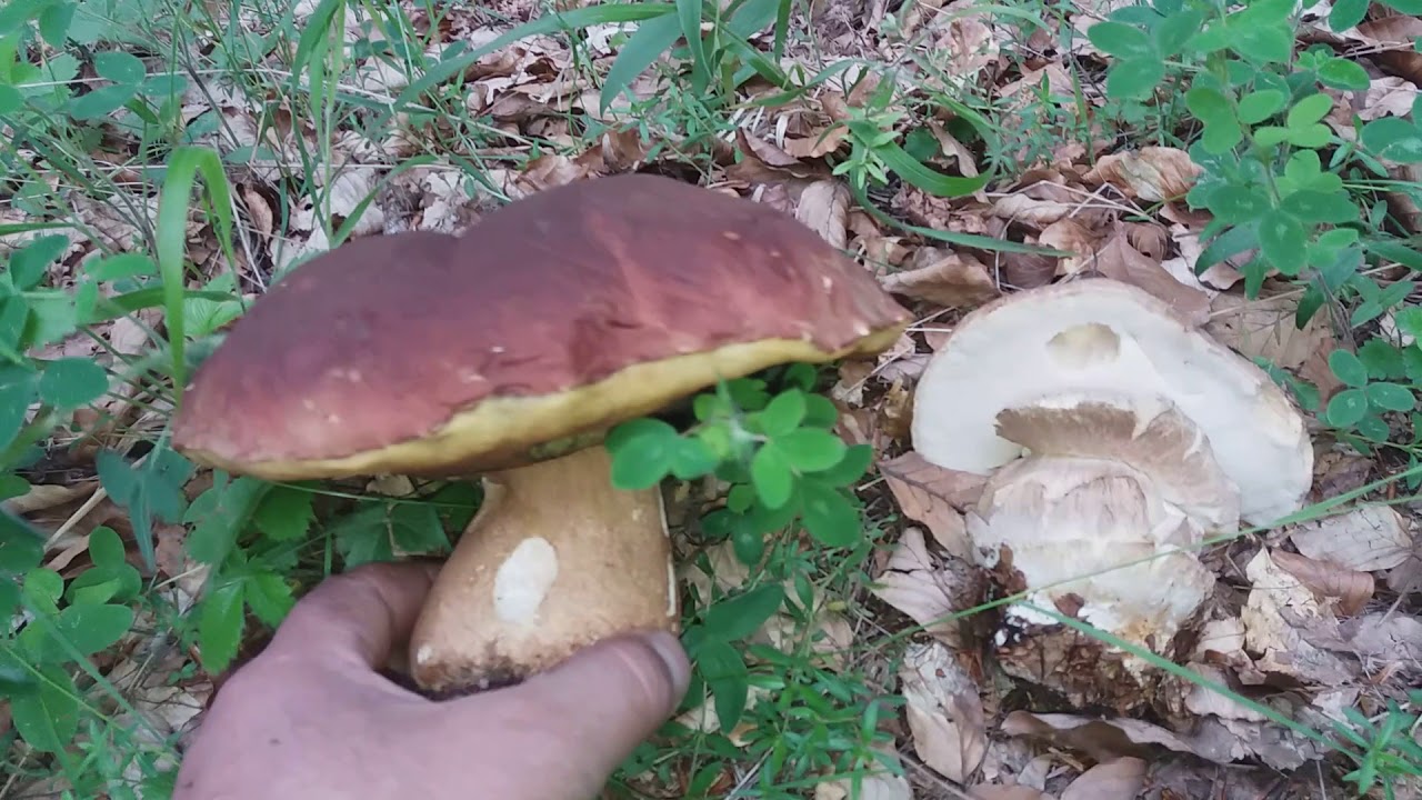 Boletus pinicola & boletus aestivalis 28/5/2018 - YouTube