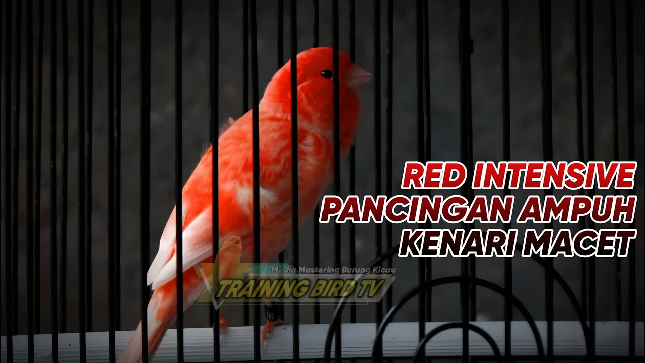 KENARI GACOR RED INTENSIVE PANCINGAN JITU KENARI PAUD DAN MACET BUNYI ...