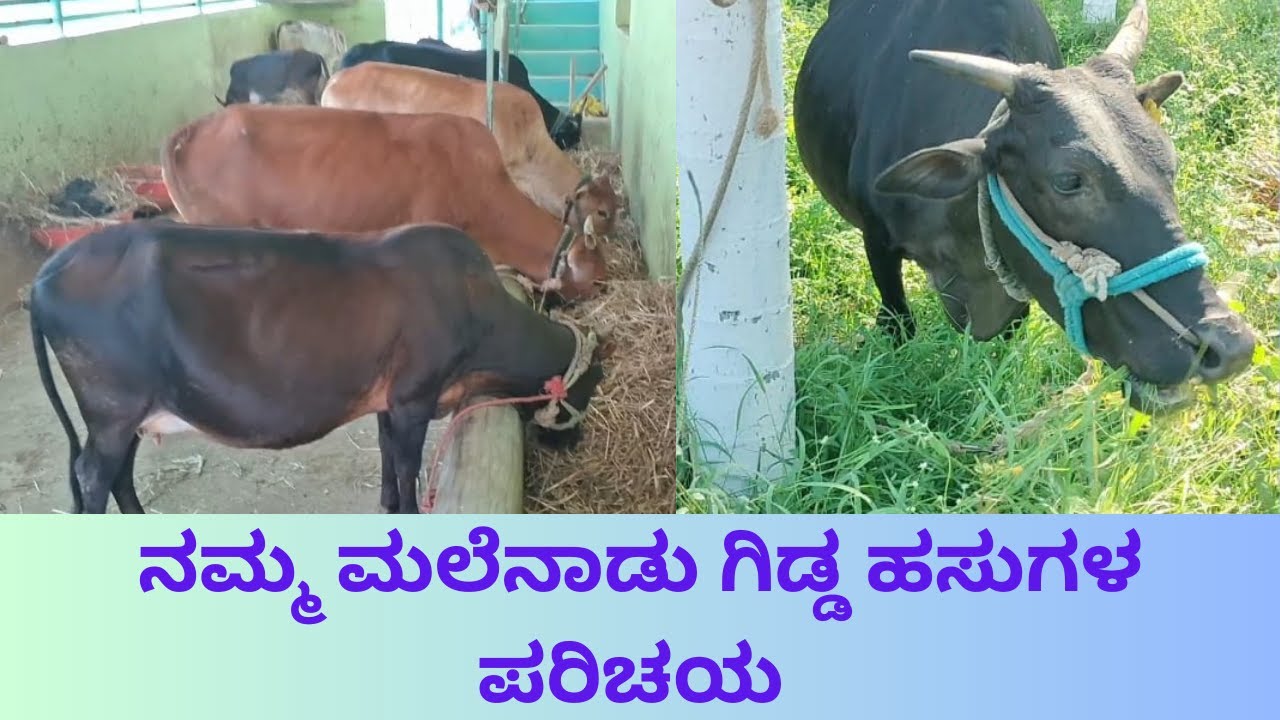 Introduction to My Malnad Gidda Cows: A Unique Breed | ನನ್ನ ಮಾಲ್ನಾಡ್ ...