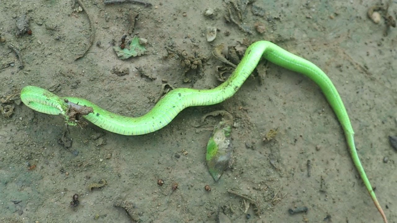 various small insects, Headless snake - YouTube