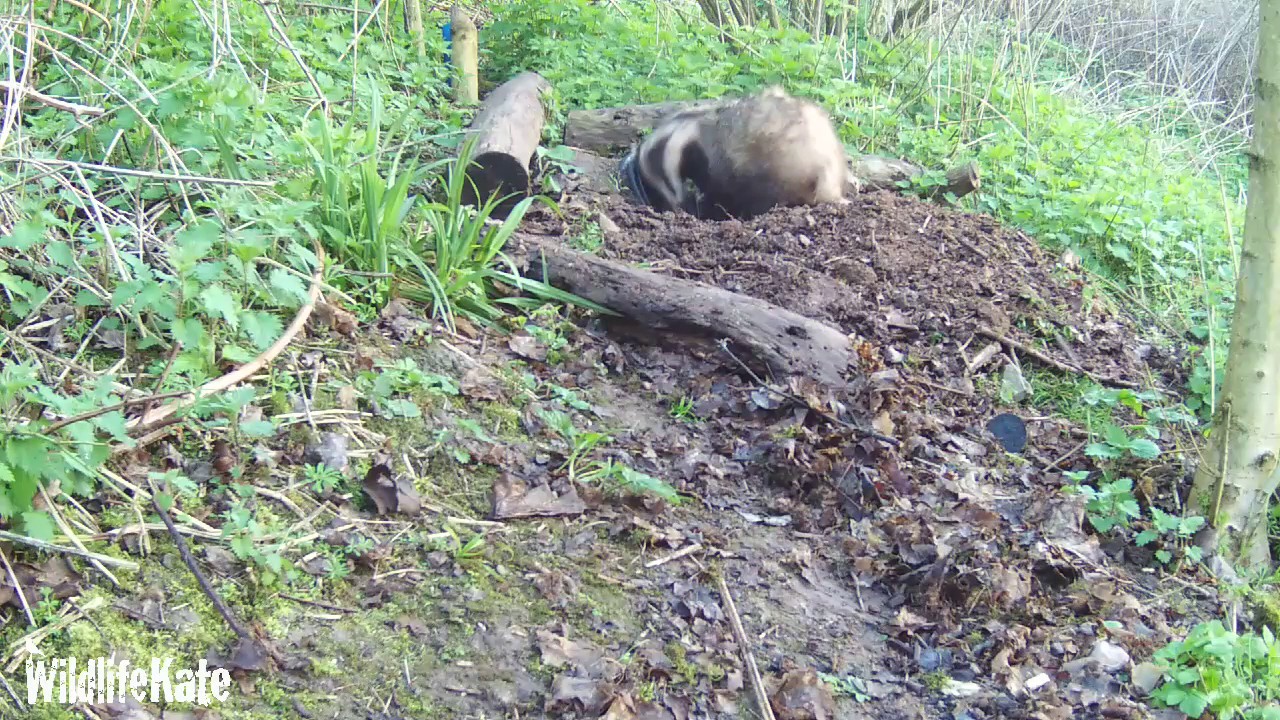 Badger digging outside sett 6am - YouTube