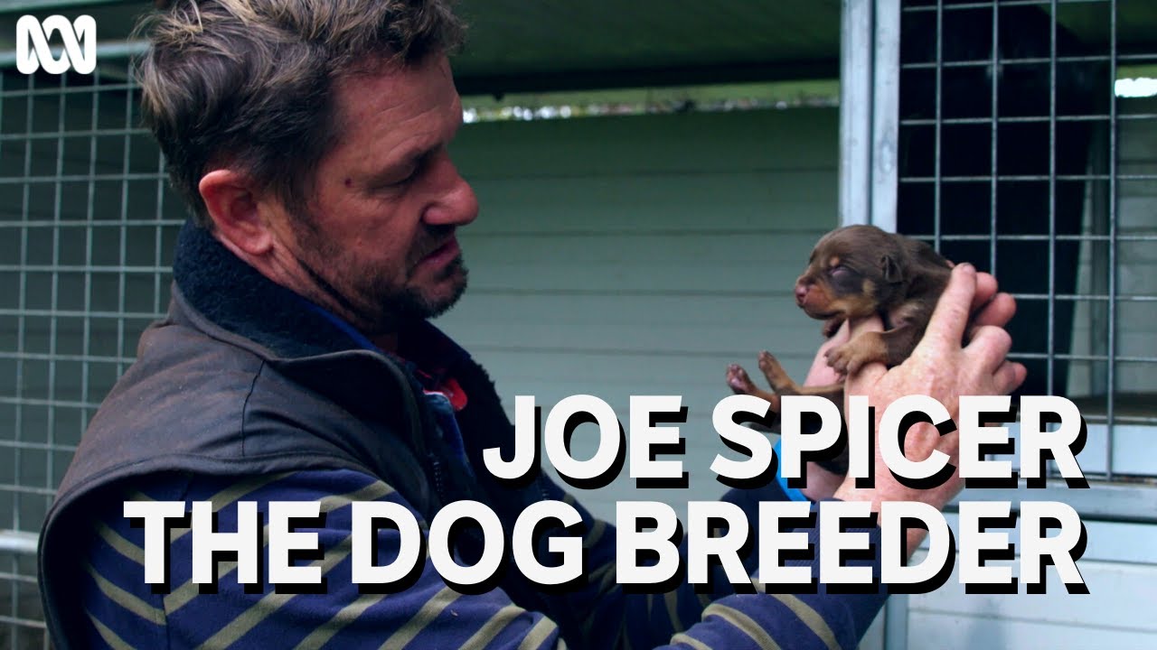 Award winning dog breeder and trial dog champion, Joe Spicer | Muster ...
