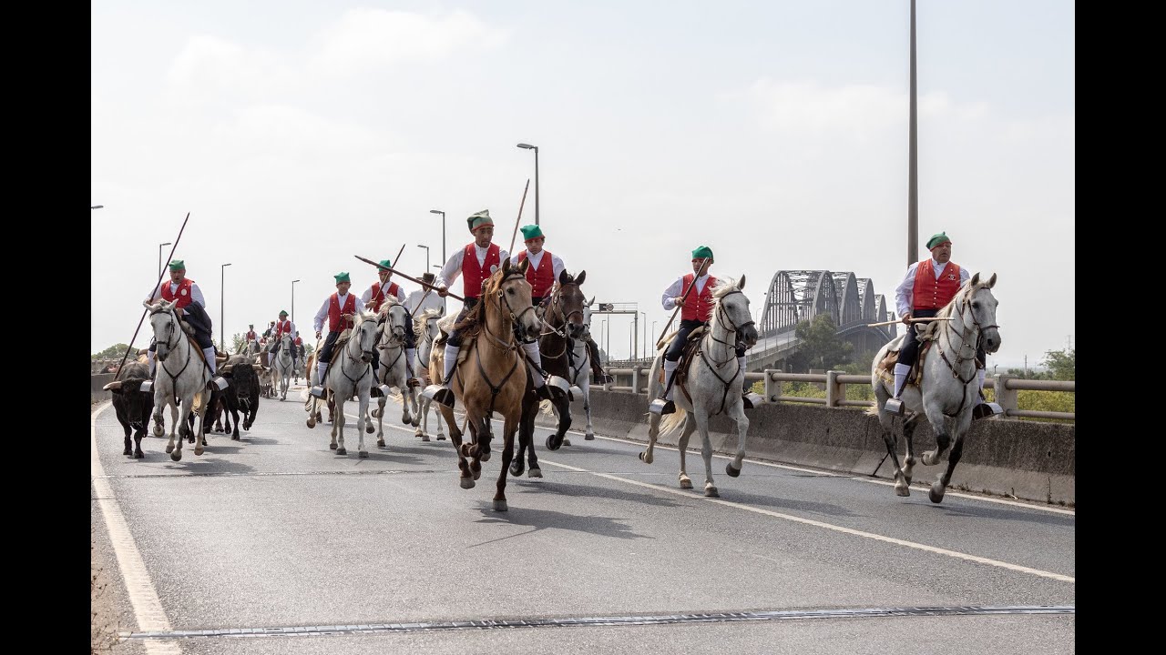 Colete Encarnado/ 90 anos: a passagem de toiros pela ponte, esperas e ...