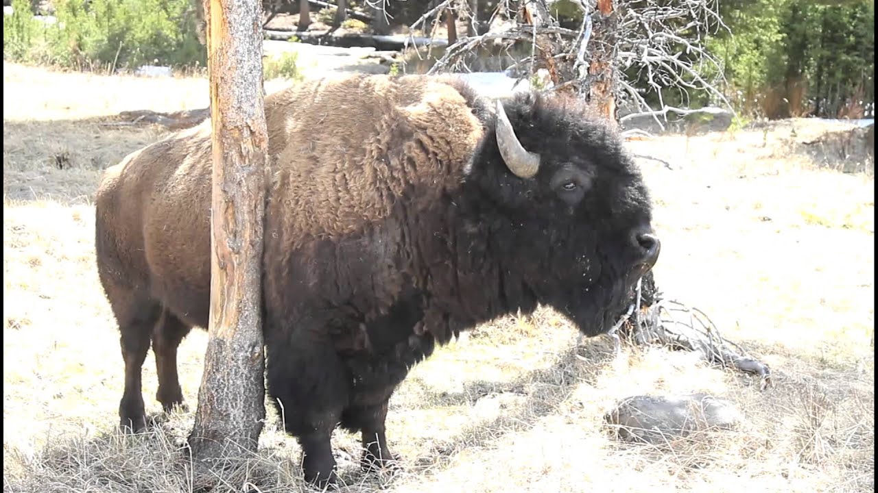 I have an Itch - American Bison scratching on a tree - YouTube
