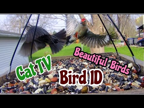 Backyard Birding - Bird Cam - Bird ID During Video - Bird Sound ID ...