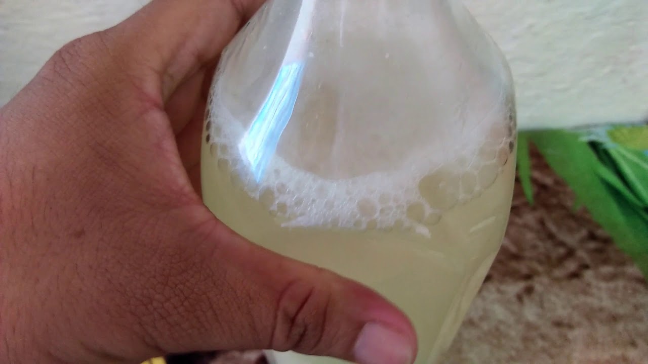 Kya Hota Hai 2 Din Ke Bad Rice Water Wine Me | Wine Ricipe - YouTube