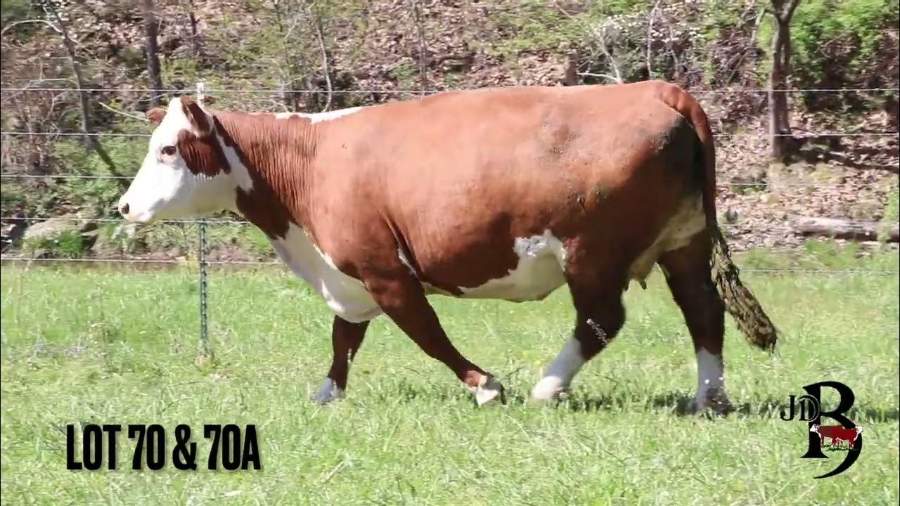 Lot 70 & 70A - YouTube