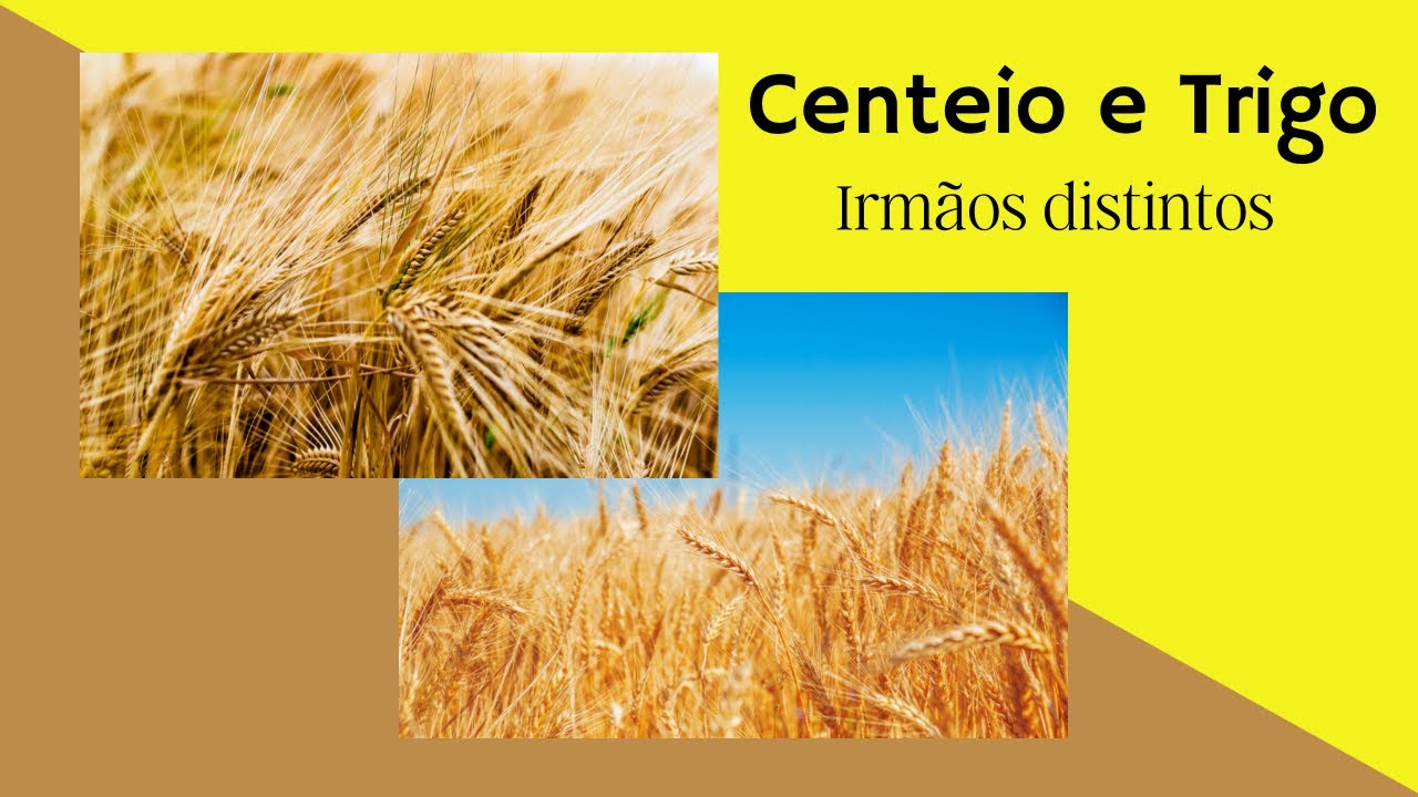 CENTEIO E TRIGO - IRMÃOS DISTINTOS - YouTube