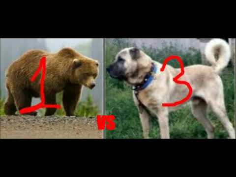 1 AYI vs 3 KANGAL