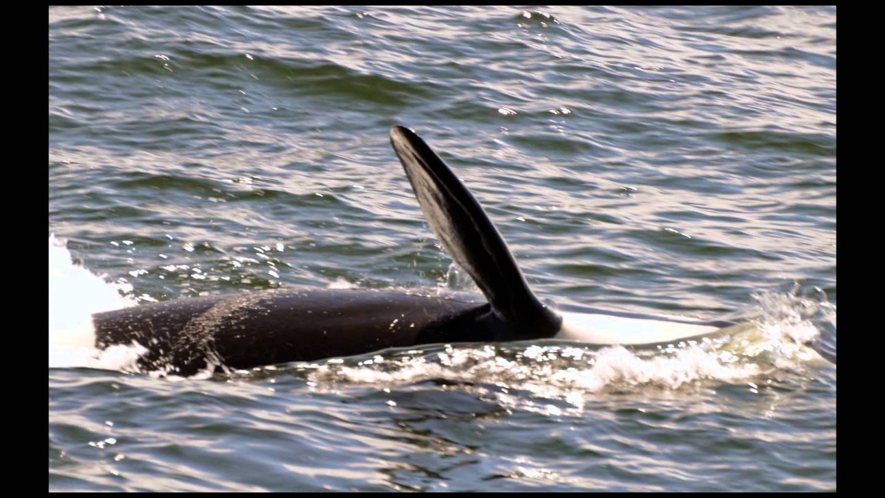 Orca Song 2011 - YouTube