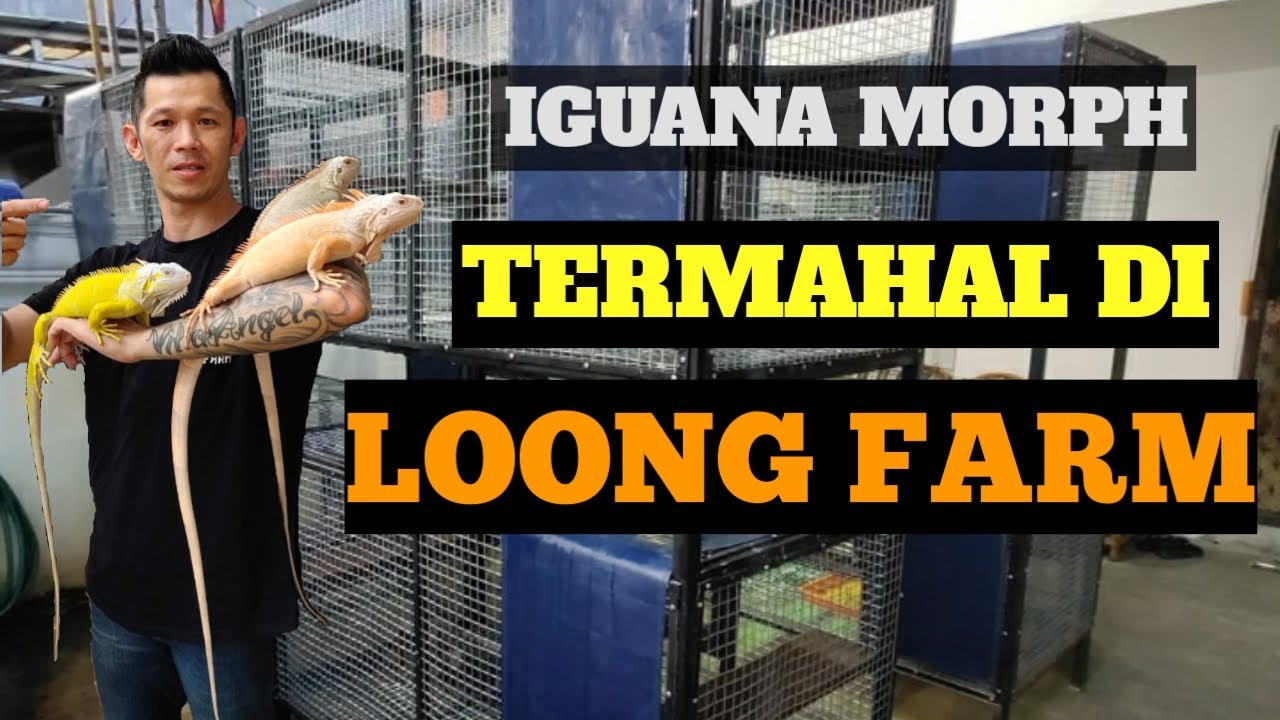 Iguana Morph Termahal di Loong Farm - YouTube