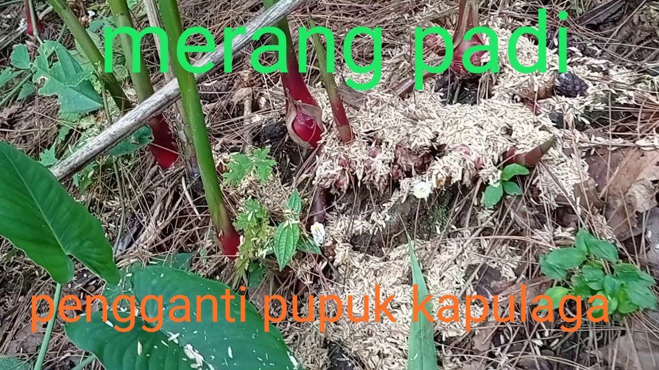 Merang padi pupuk kapulaga 2021 - YouTube