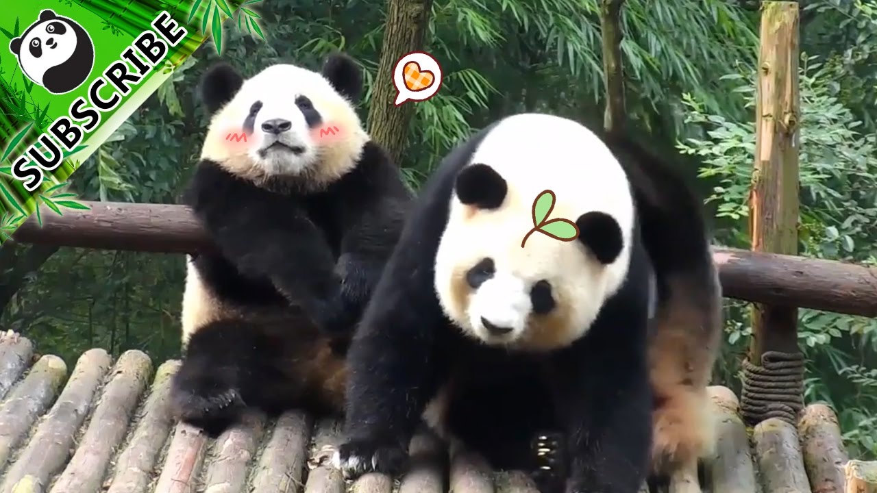 How Lively and Sweet a Panda Could Be? | iPanda - YouTube