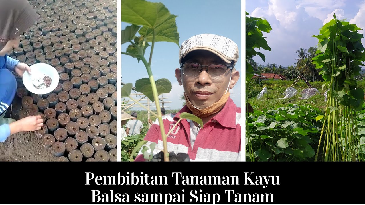 Pembibitan Biji Tanaman Kayu Balsa Sampai Siap Tanam Di Lahan Penananam ...
