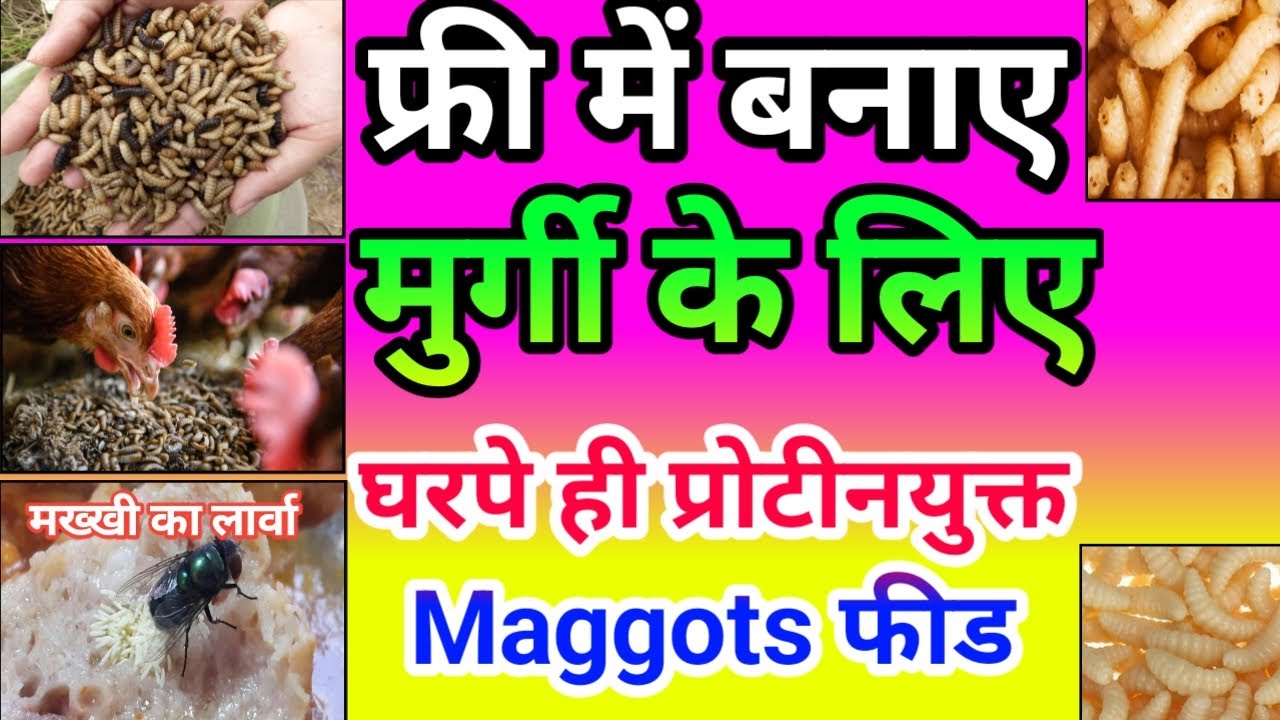 85 Maggots for chicken feed, Raising & growing maggots for chicken feed ...