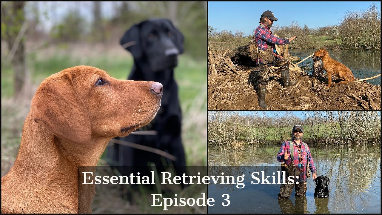 Labrador Retriever | Essential Training Skills Episode 3 - YouTube