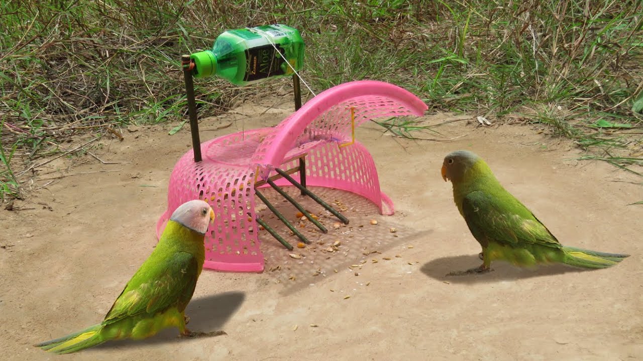 Technique Unique Trap :Amazing Parrot Trap Using Plastic Basket And ...