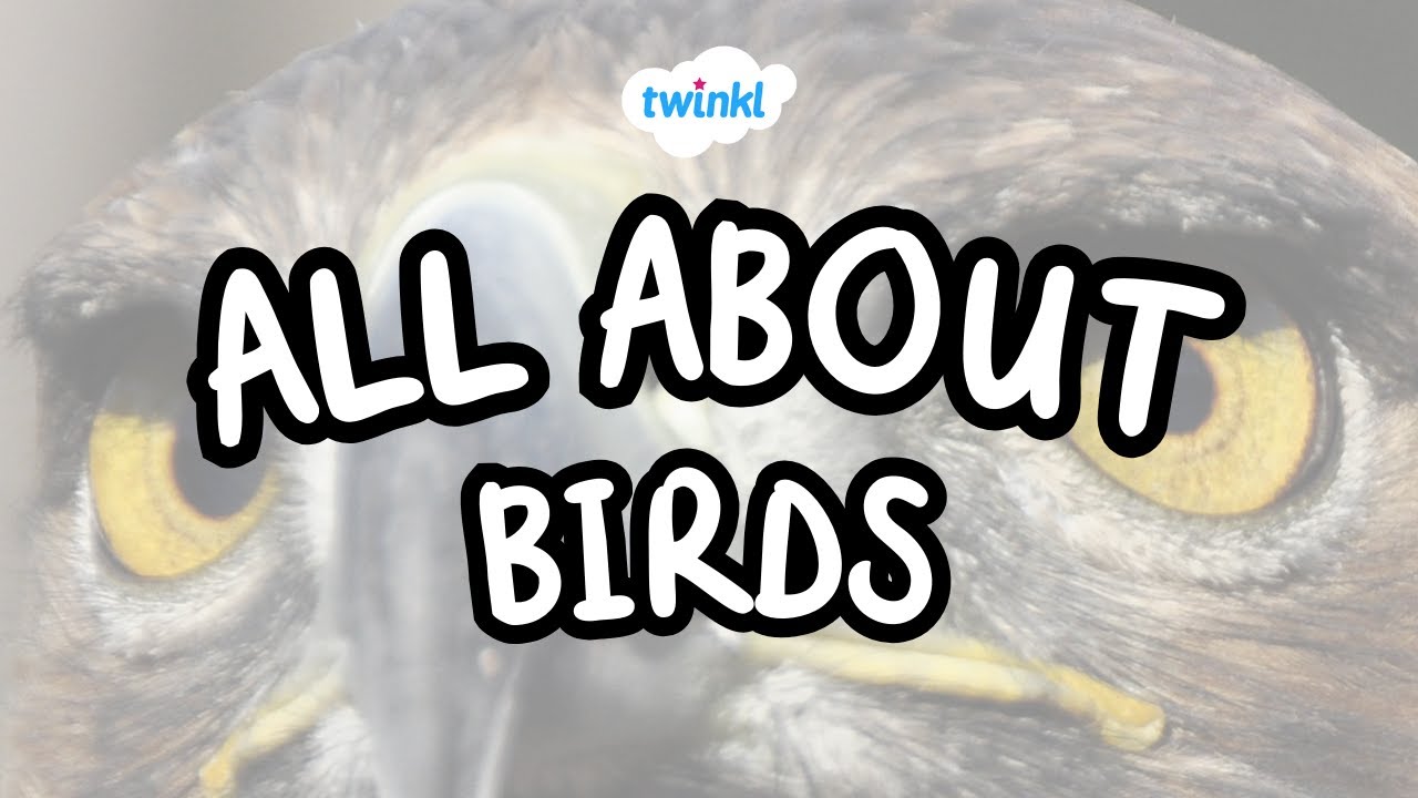 All About Birds | Fun Facts About Birds | Twinkl USA - YouTube