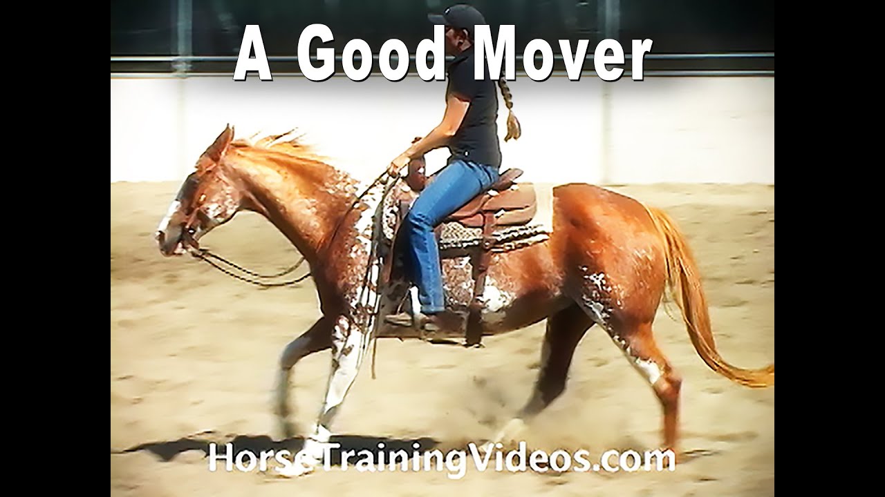 A Good Mover - Horse Training - Reining & Cutting Horse - YouTube