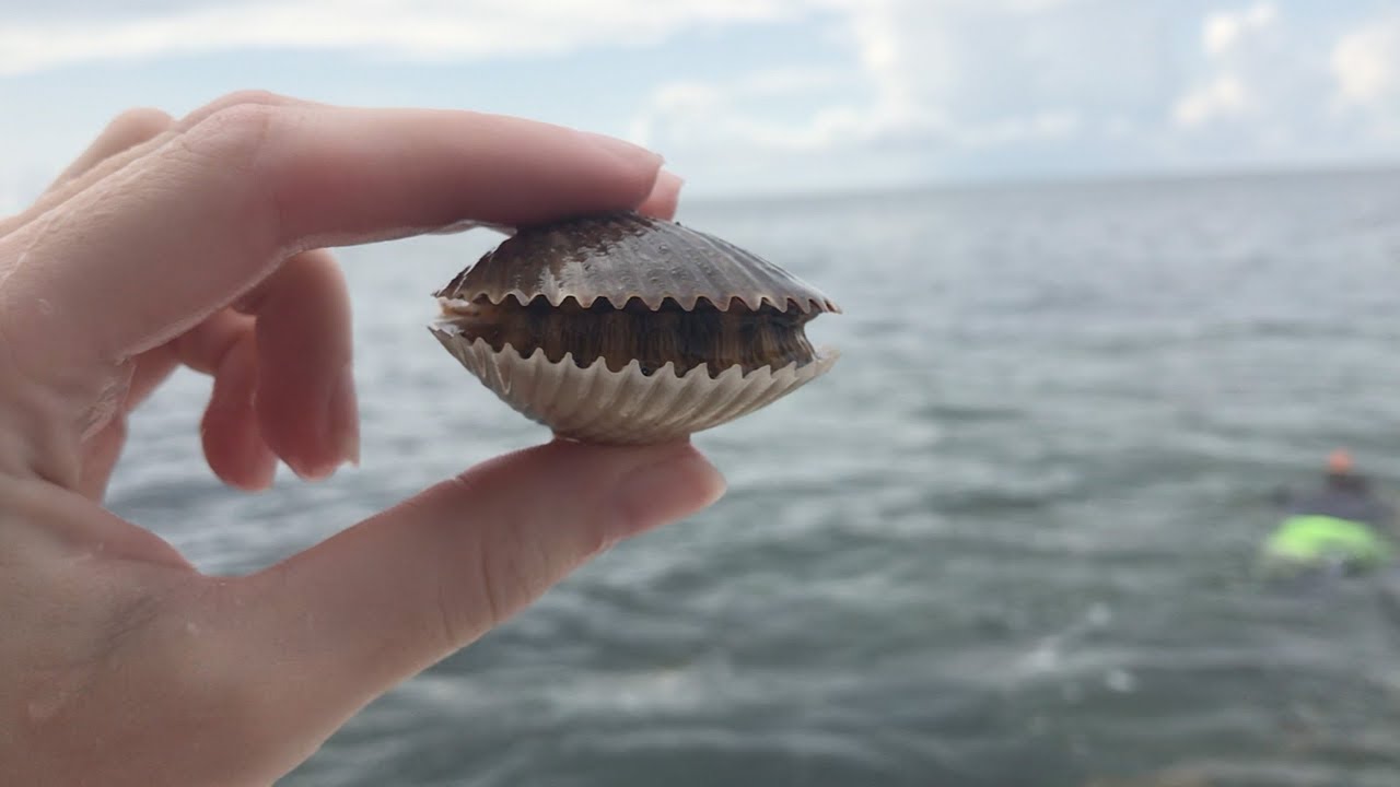 Scalloping Trip 2019 - YouTube