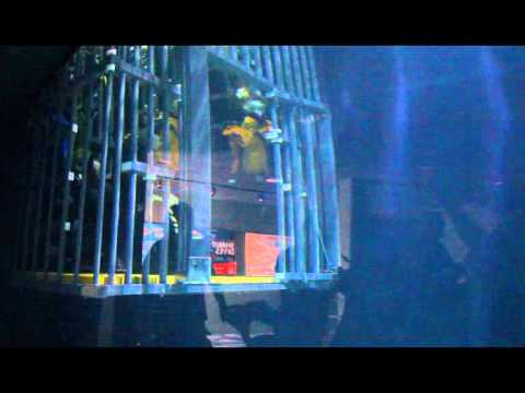 Point Defiance Aquarium Eye To Eye Shark Dive - YouTube