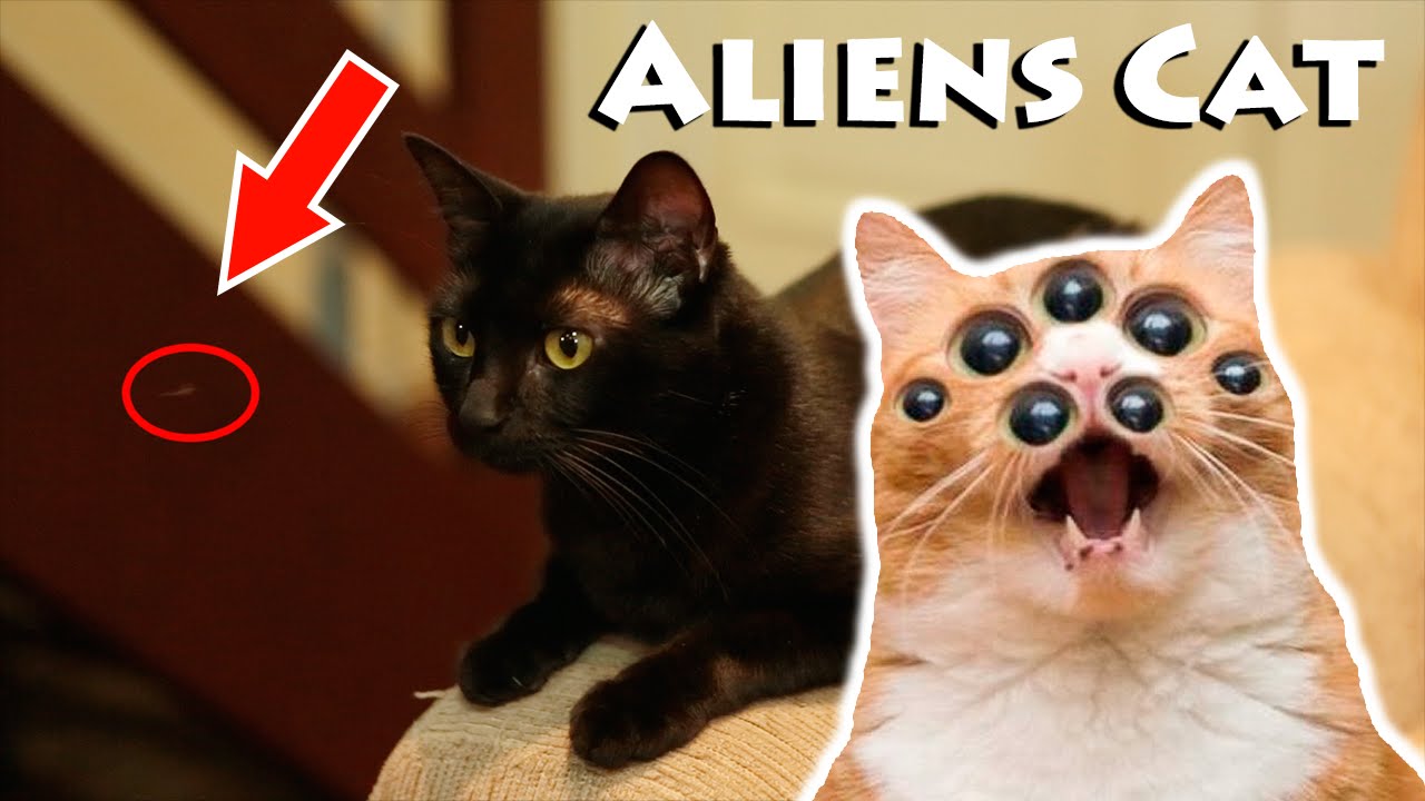 Gatos Aliens - Aliens Cats - YouTube