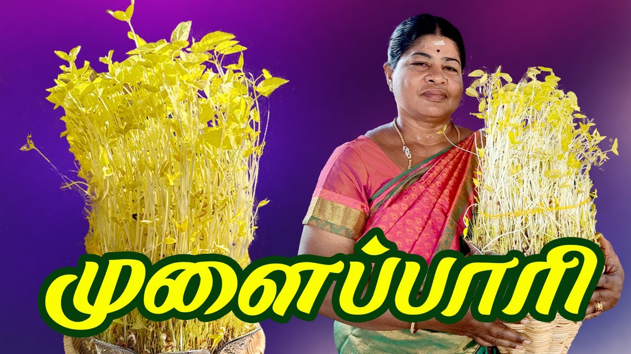 சுலபமாக முளைப்பாரி போடுவது எப்படி ? How to grow mulaipari at Home ...
