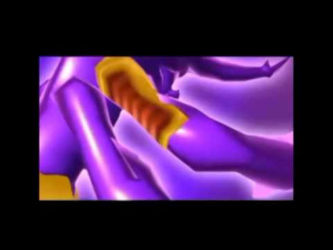 Digimoni - sezona 1 - sve evolucije