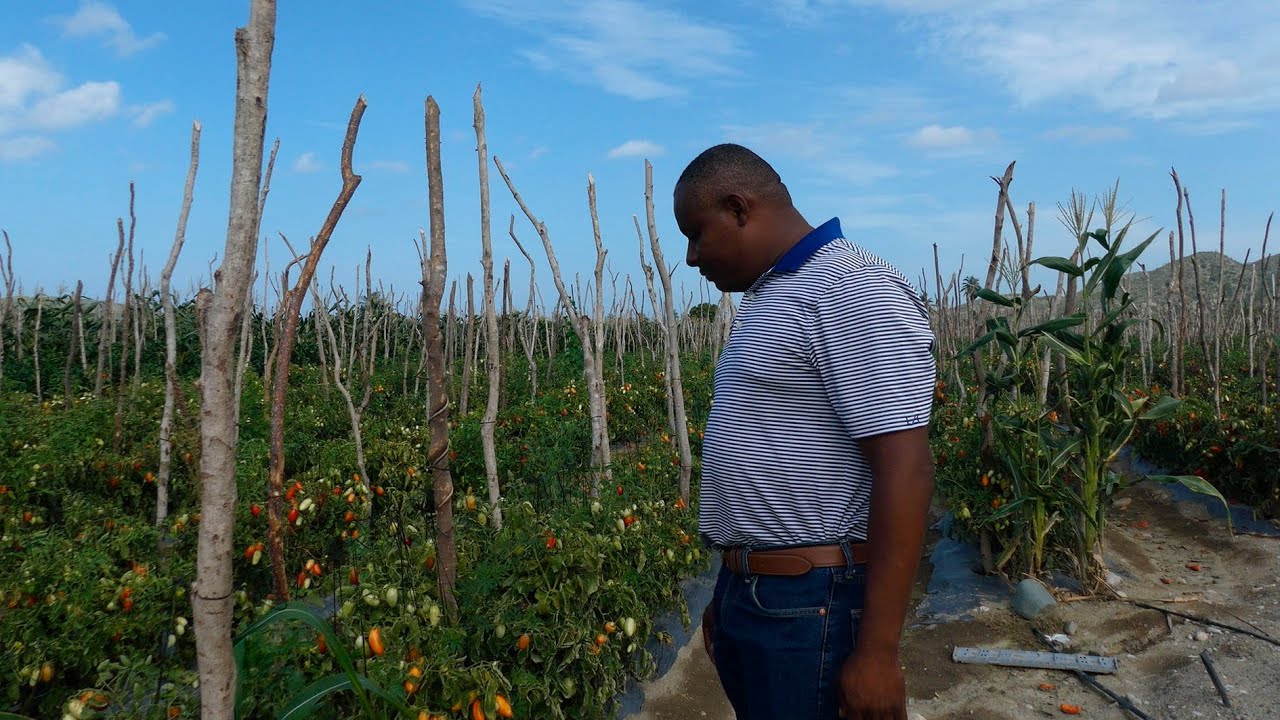 Cuanta agricultura en Palmar de Azua, La vida del Campo - YouTube