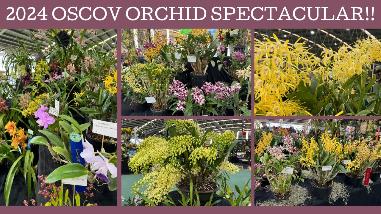 The 2024 OSCOV Melbourne Orchid Spectacular!! - YouTube