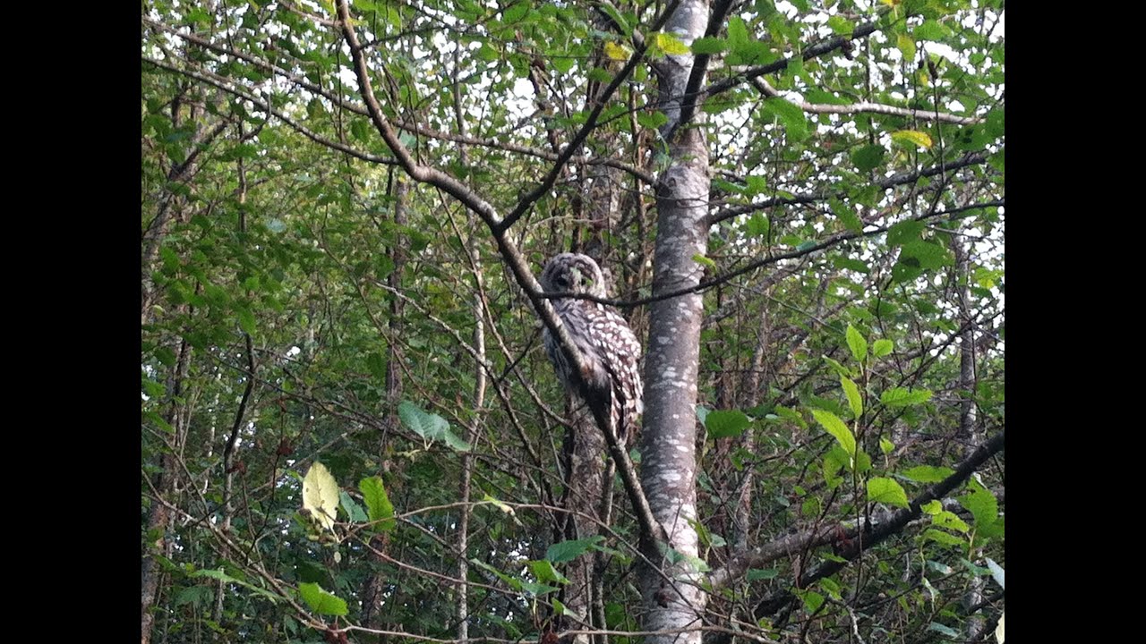 Cute & Lonely Owl On Hiking Trail - YouTube