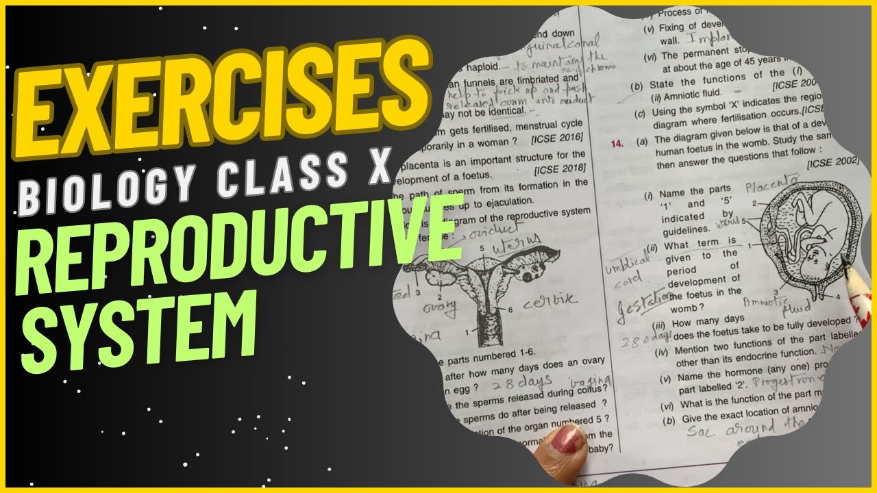Exercises: Reproductive System || Biology || ICSE || CBSE || Class 10 ...