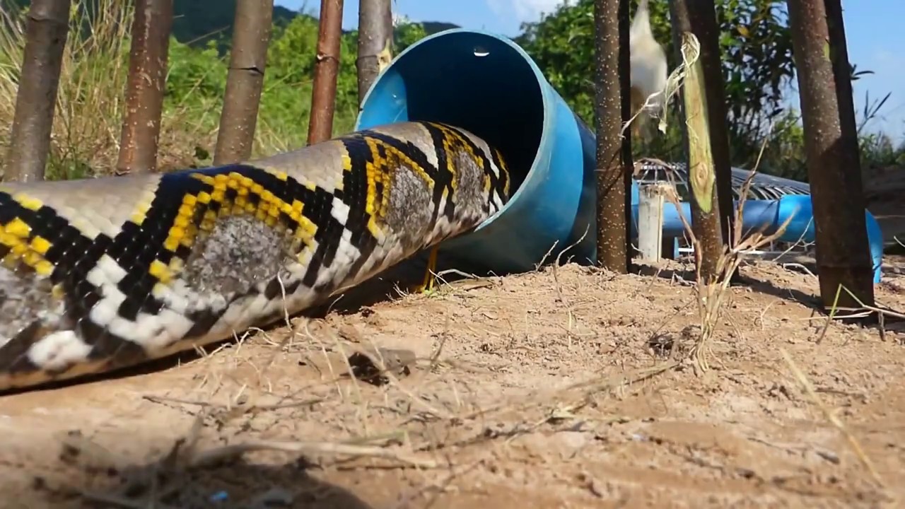 Primitive Technology: Build Deep Hole Underground Python Trap Using Blue Pipe Cardboard Work 100 ...