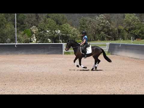 3yo Warlander Filly - YouTube
