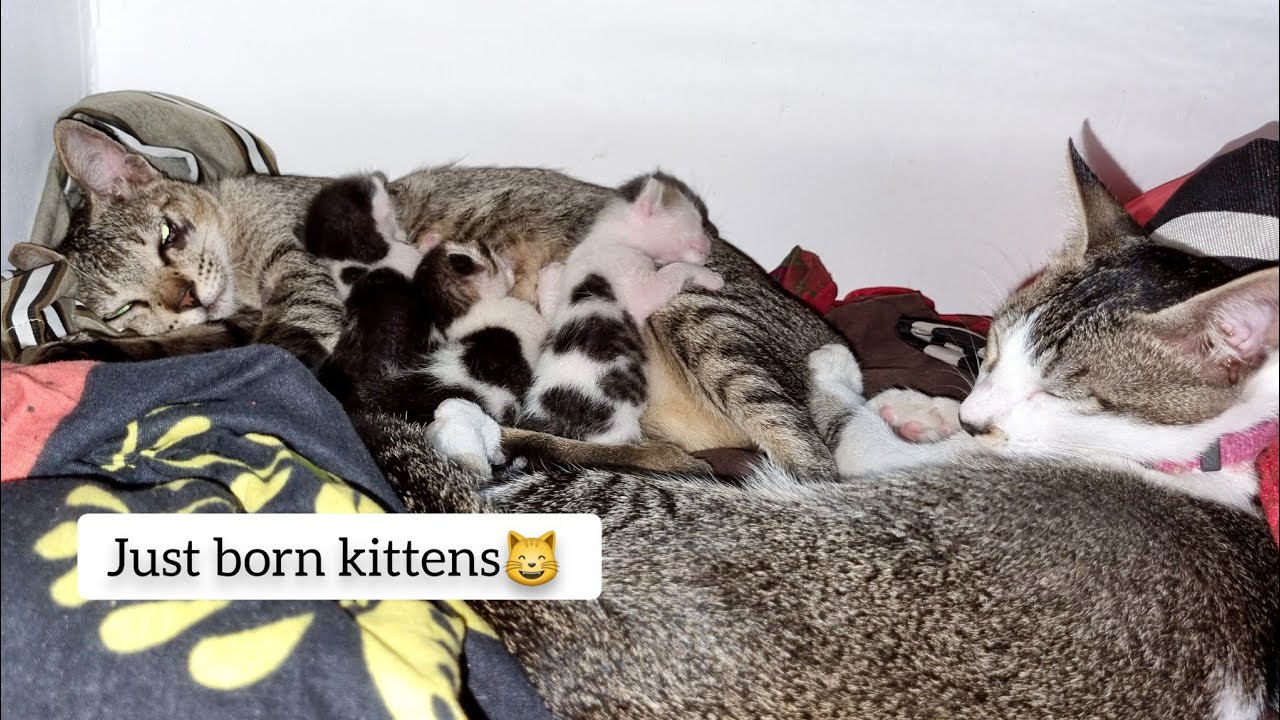 😼Day 1 Just born kittens, requested video,this is how they entered ...