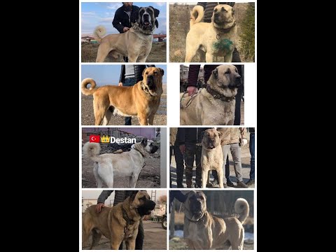 TÜRKİYENİN AKTİF MEYDANCI KÖPEKLERİ 2020 2021 YENİ SEZON