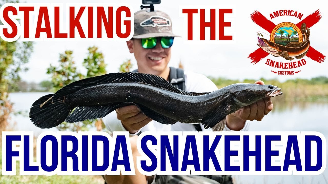 Snakehead Fishing | Florida | Episode 1 - YouTube