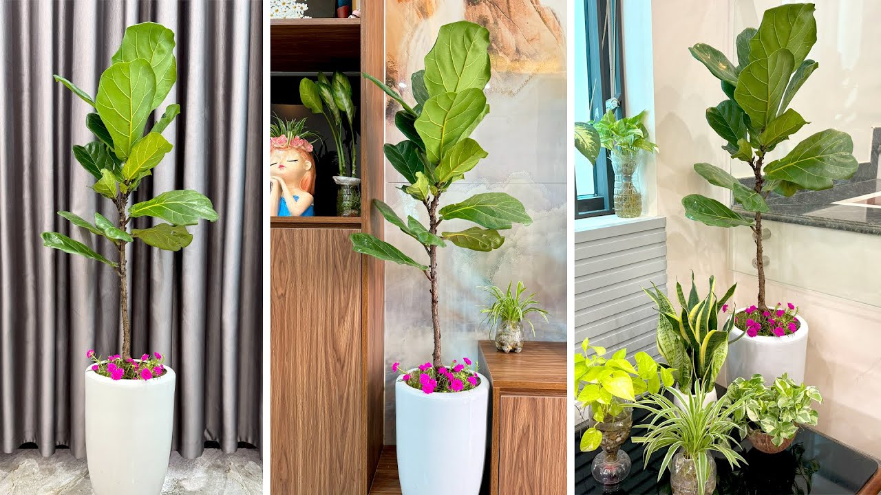 Create a highlight for your home with trendy plant pots, tips to ...
