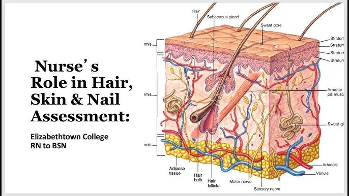 Integumentary System Nail