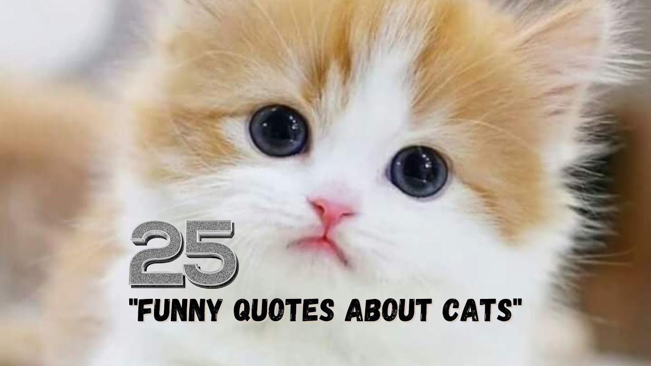 Cute Cat Pictures With Quotes