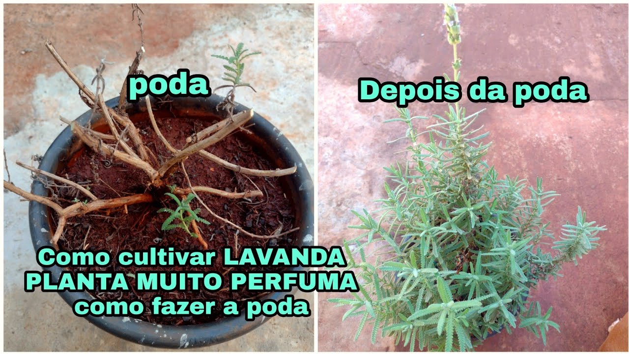 COMO CULTIVAR LAVANDA /COMO FAZER PODA NA LAVANDA /Dicas de cultivo ...