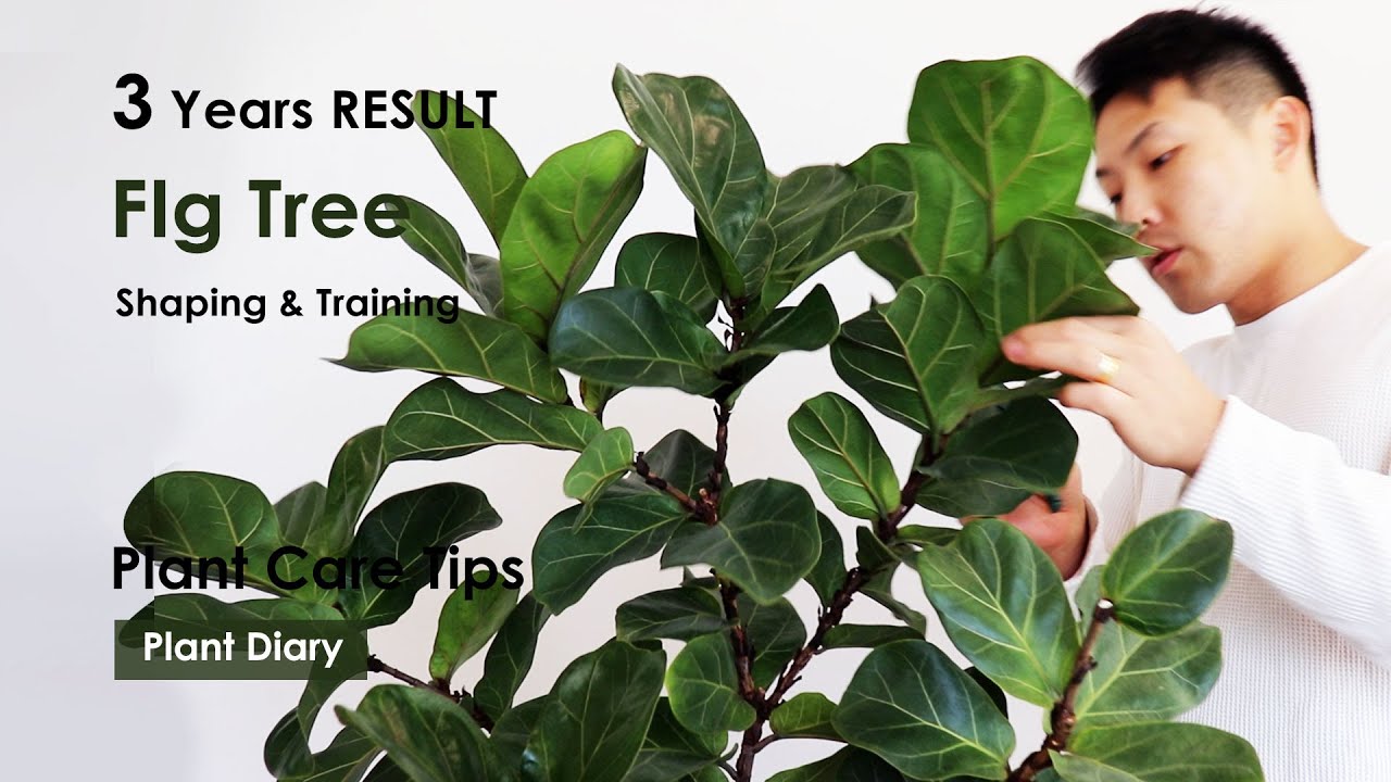 3 years result of shaping and trimming my Fig Tree | Plant diary 2023 ...