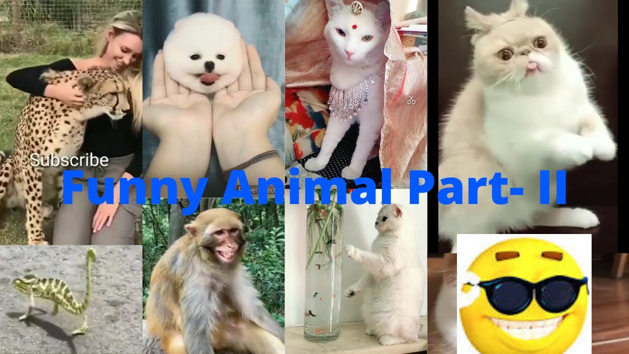 Funny Animal Tik tok Video Part-II I Cute Animal Tiktok Video I 2020 ...