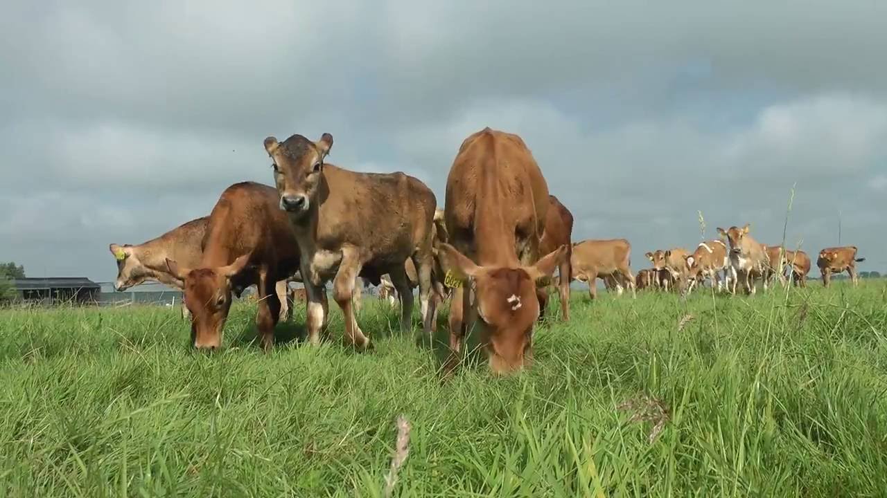 Jersey Kalfjes naar de wei (Jersey calves go into the meadow) - YouTube