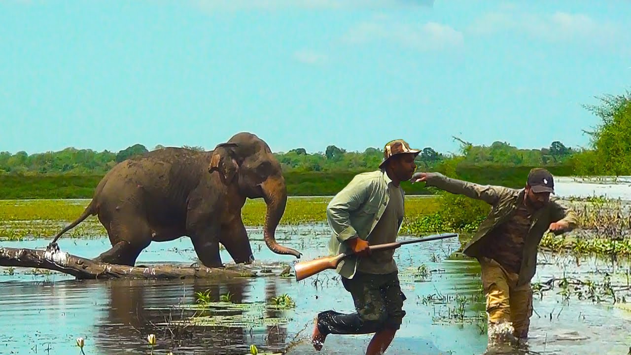 Wounded elephant treated by wildlife officers | Incredible elephant ...