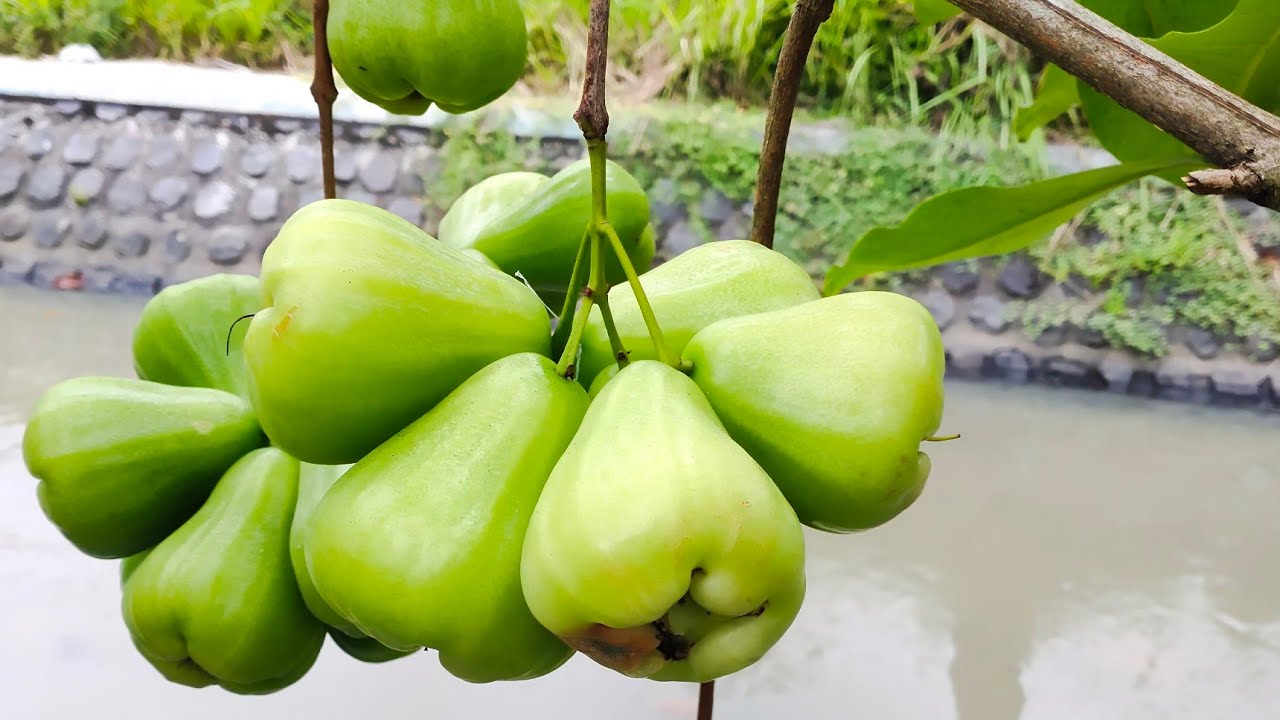 JAMBU GREEN GIANT SUPER LEBAT‼️#muhammadalimahfud #jambugreengiant ...